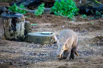 Aardvarks Nacho and Tafari arrive at Whipsnade Zoo | Whipsnade Zoo
