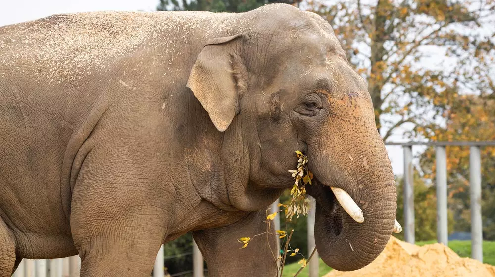New bull elephant arrives at the Zoo | Whipsnade Zoo