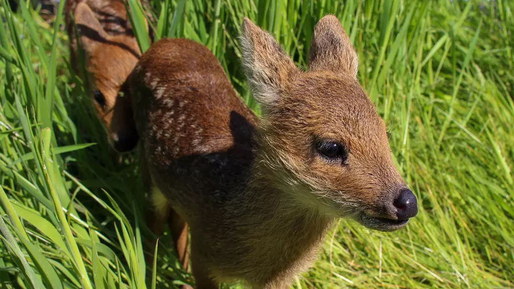 'Vampire' deer are hand-reared at Whipsnade Zoo | Whipsnade Zoo