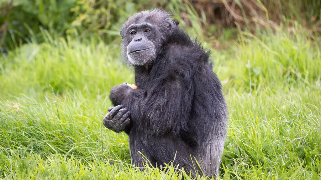 Whipsnade Zoo’s oldest primate turns 50 | Whipsnade Zoo