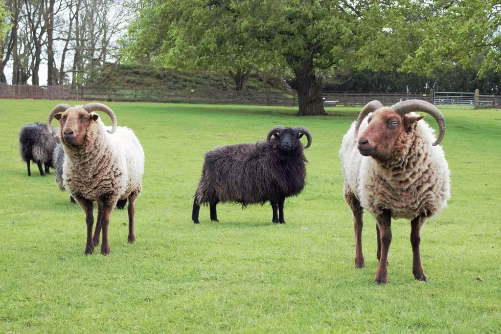 Manx loaghtan sheep | Whipsnade Zoo