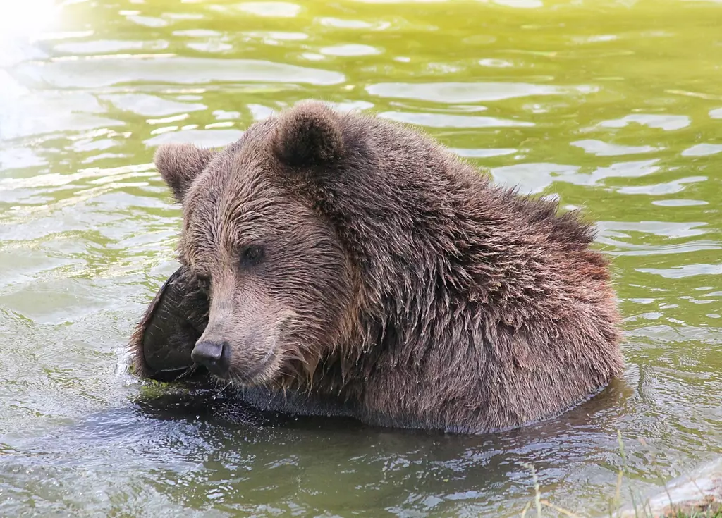 7 ways animals keep their cool in the summer sunshine | Whipsnade Zoo