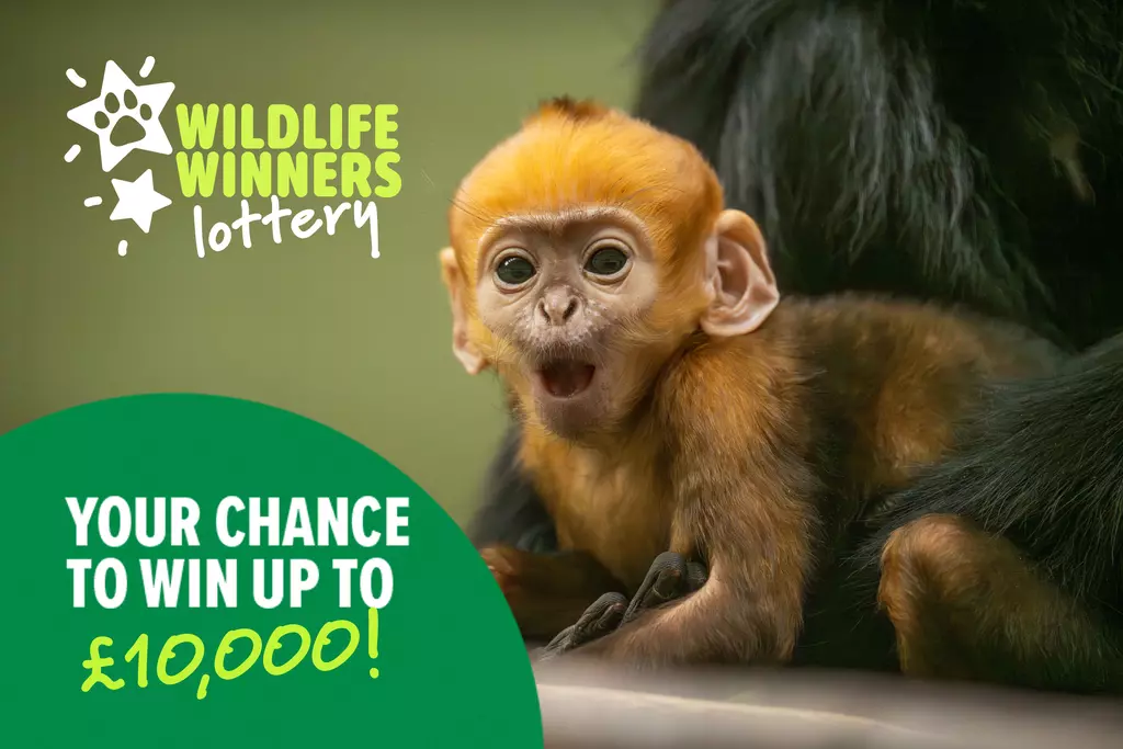 Wildlife Winners Lottery | Whipsnade Zoo