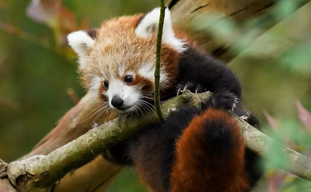 Whipsnade Zoo's red panda cub begins exploring outdoors | Whipsnade Zoo