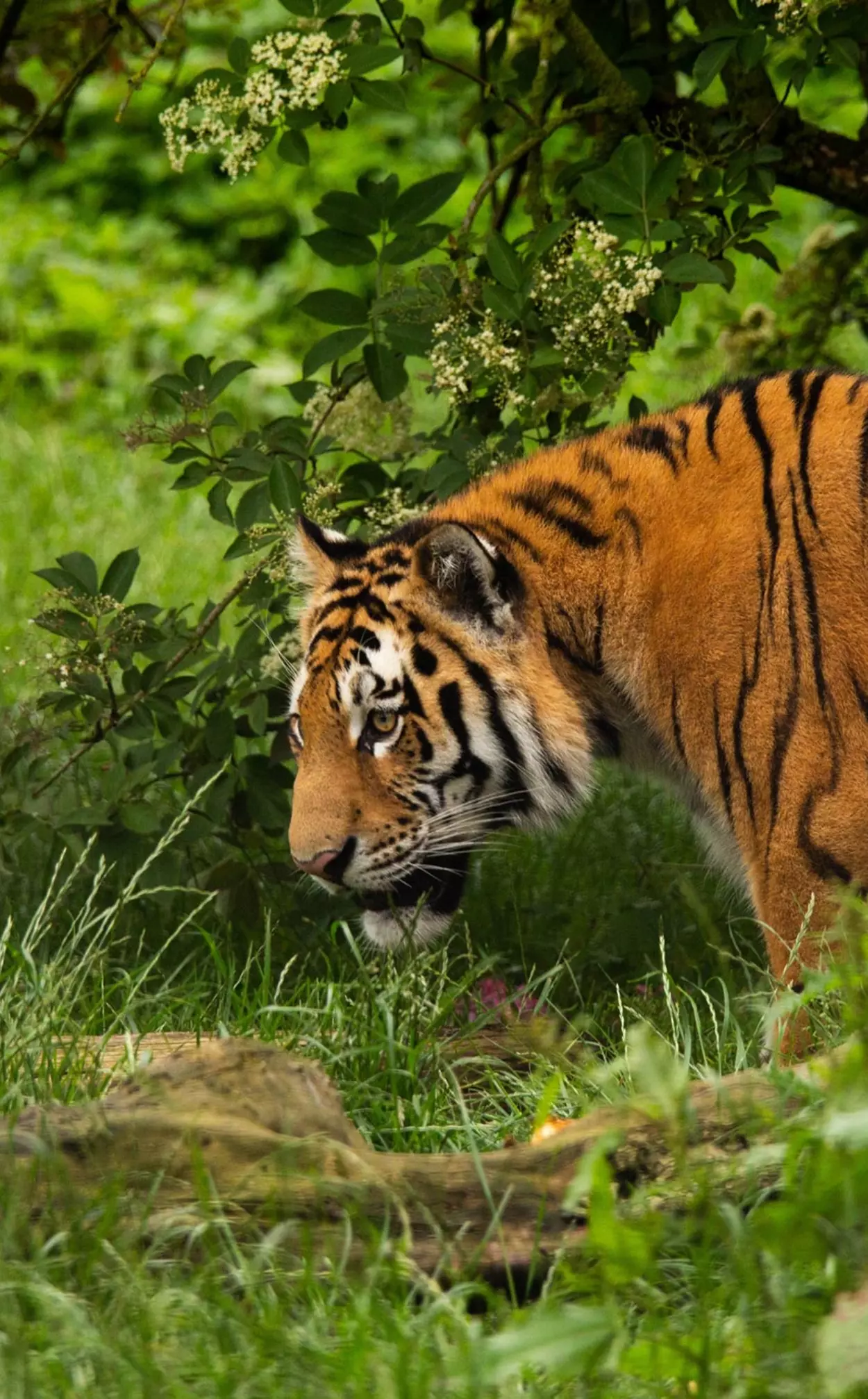 Key stage 1 habitats workshop | Whipsnade Zoo