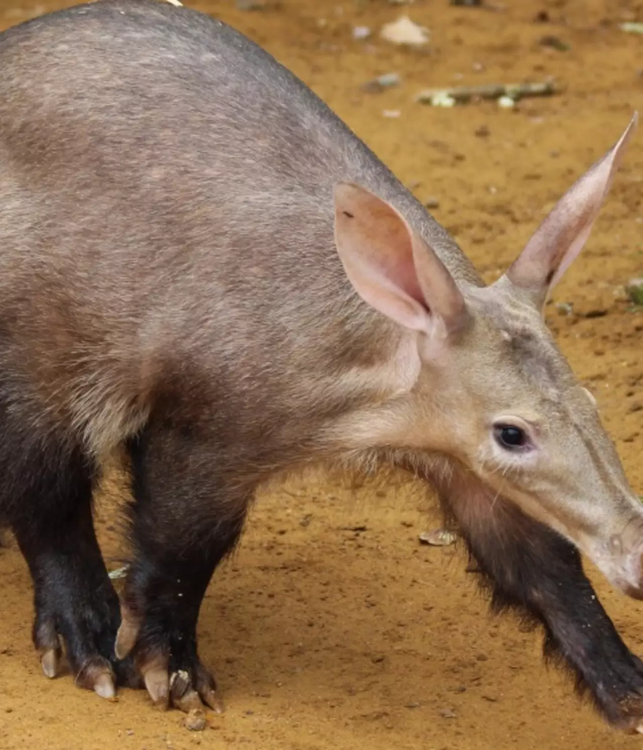 Aardvark | Whipsnade Zoo