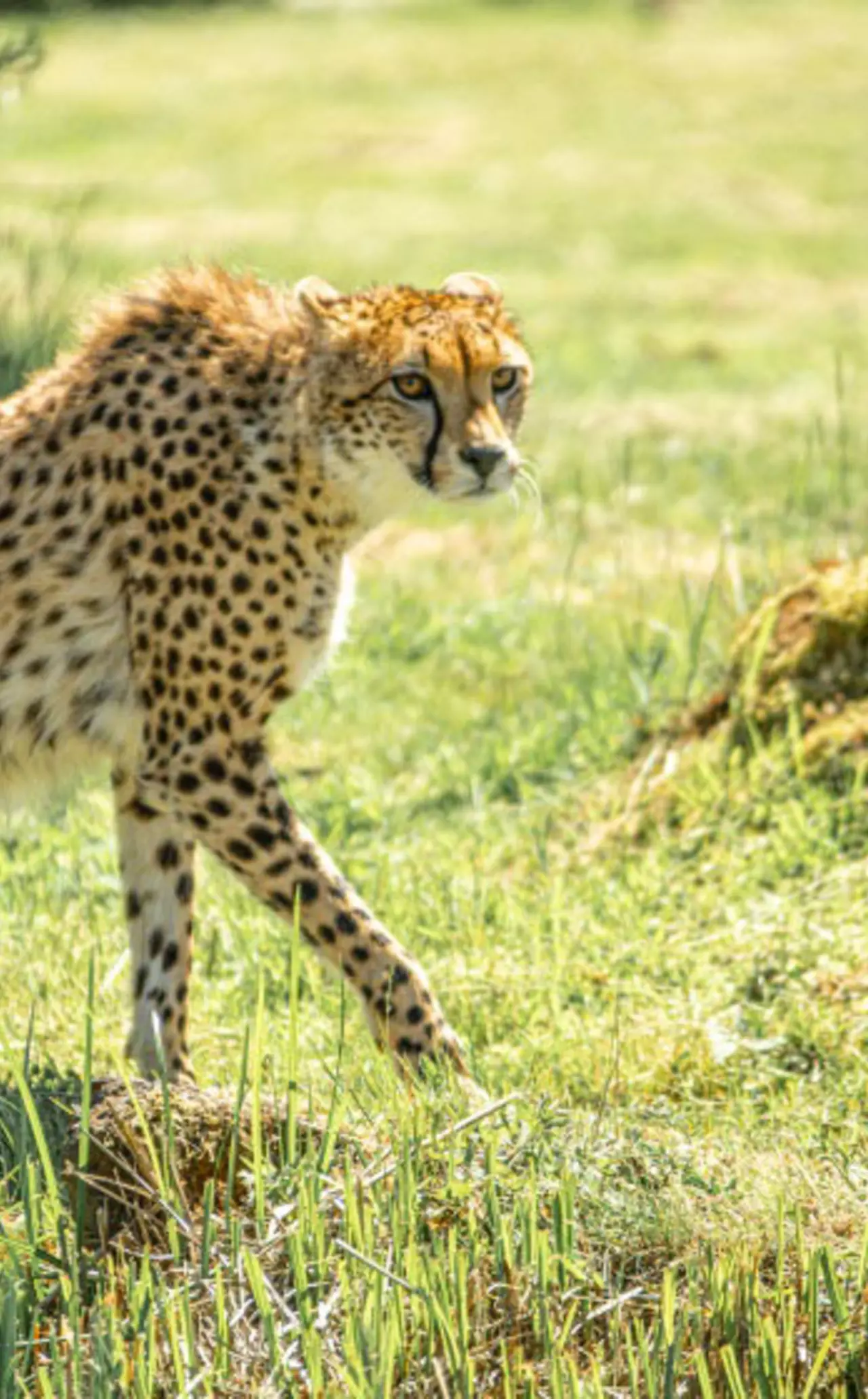Enclosure Design Key stage 3 learning | Whipsnade Zoo