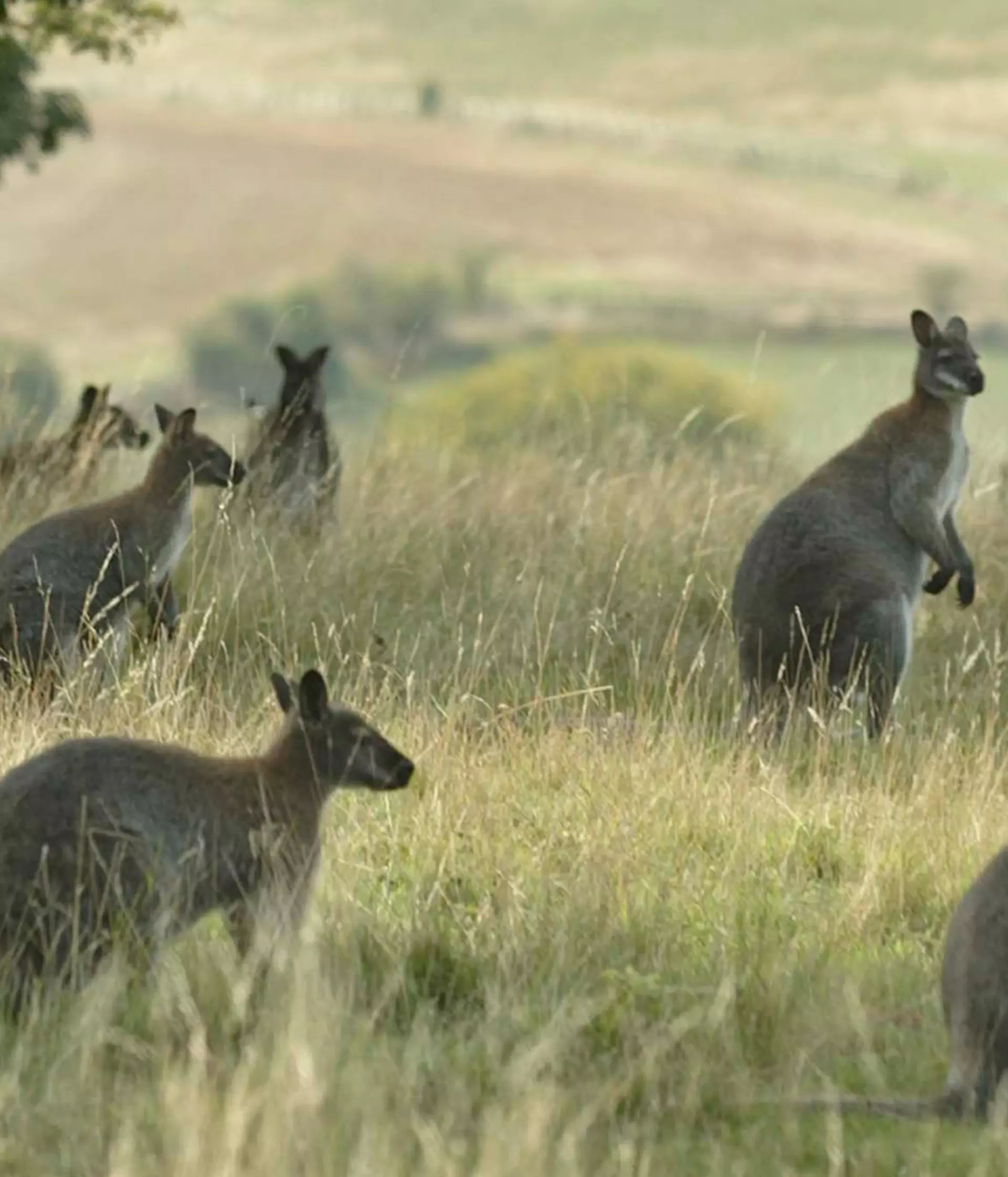 Wallaby | Whipsnade Zoo