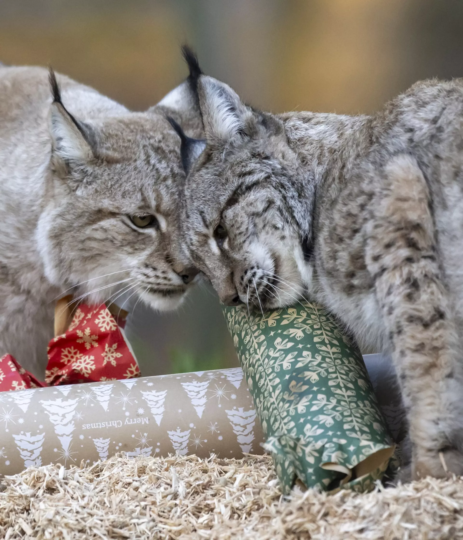 A zoo-per Christmas | Whipsnade Zoo