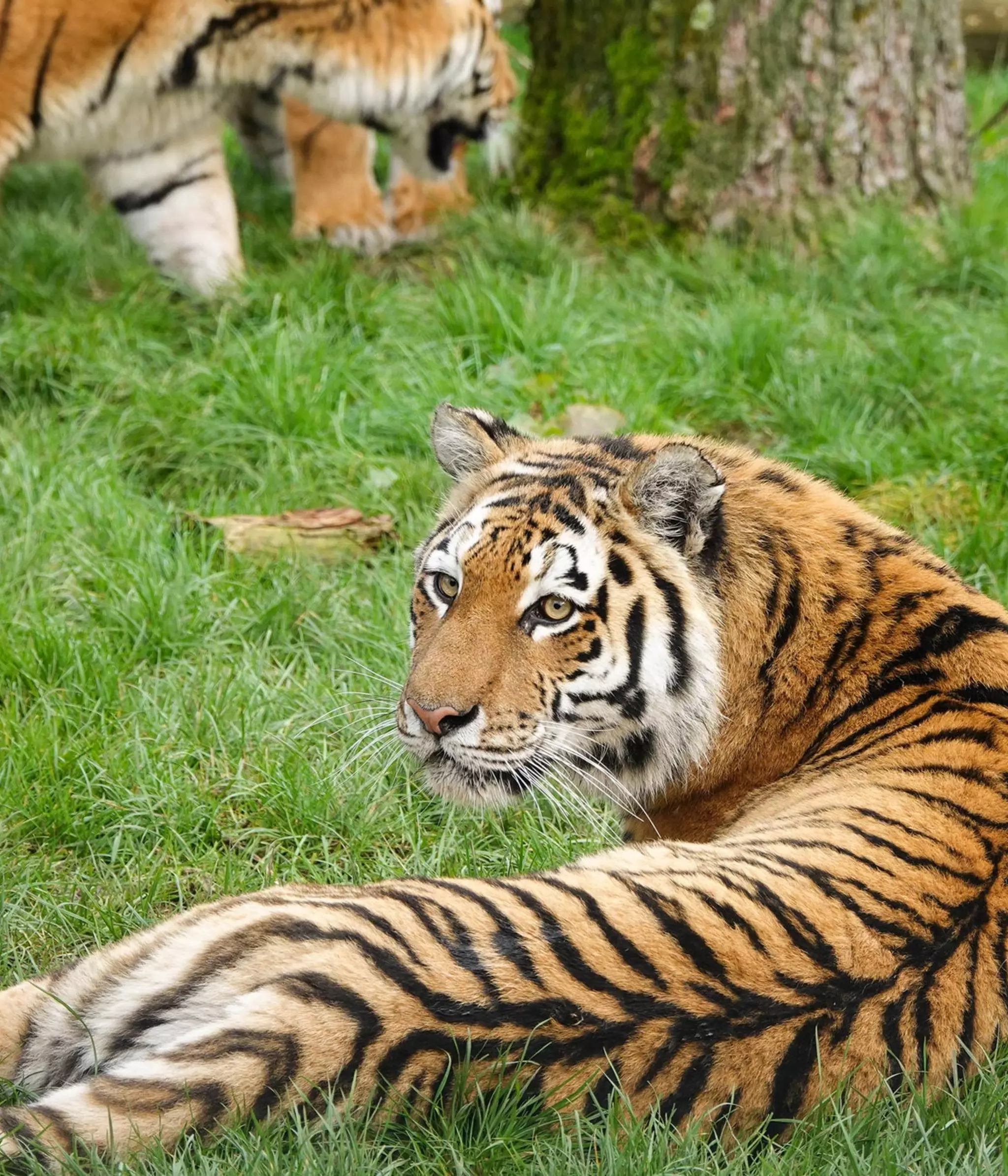Amur tiger | Whipsnade Zoo