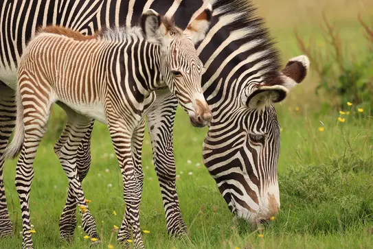 Zookeepers celebrate birth of endangered Grevy’s zebra | Whipsnade Zoo