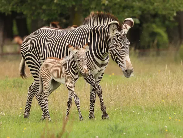 Zookeepers celebrate birth of endangered Grevy’s zebra | Whipsnade Zoo
