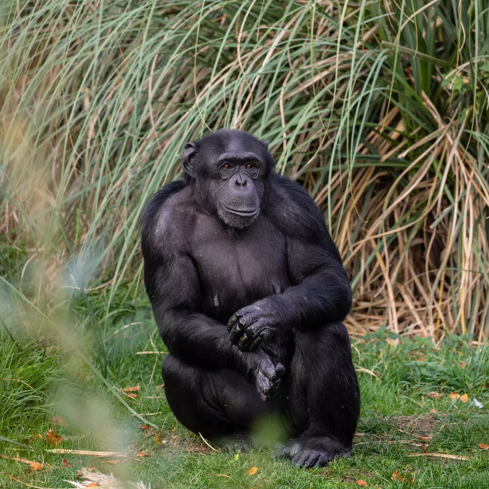 Chimp | Whipsnade Zoo