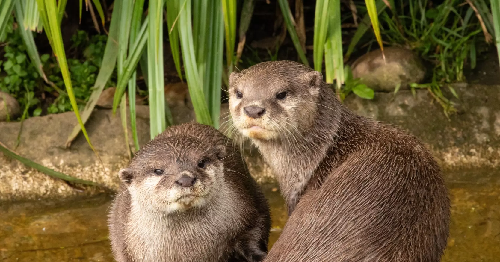 Whipsnade Zoo | Asian short-clawed otter