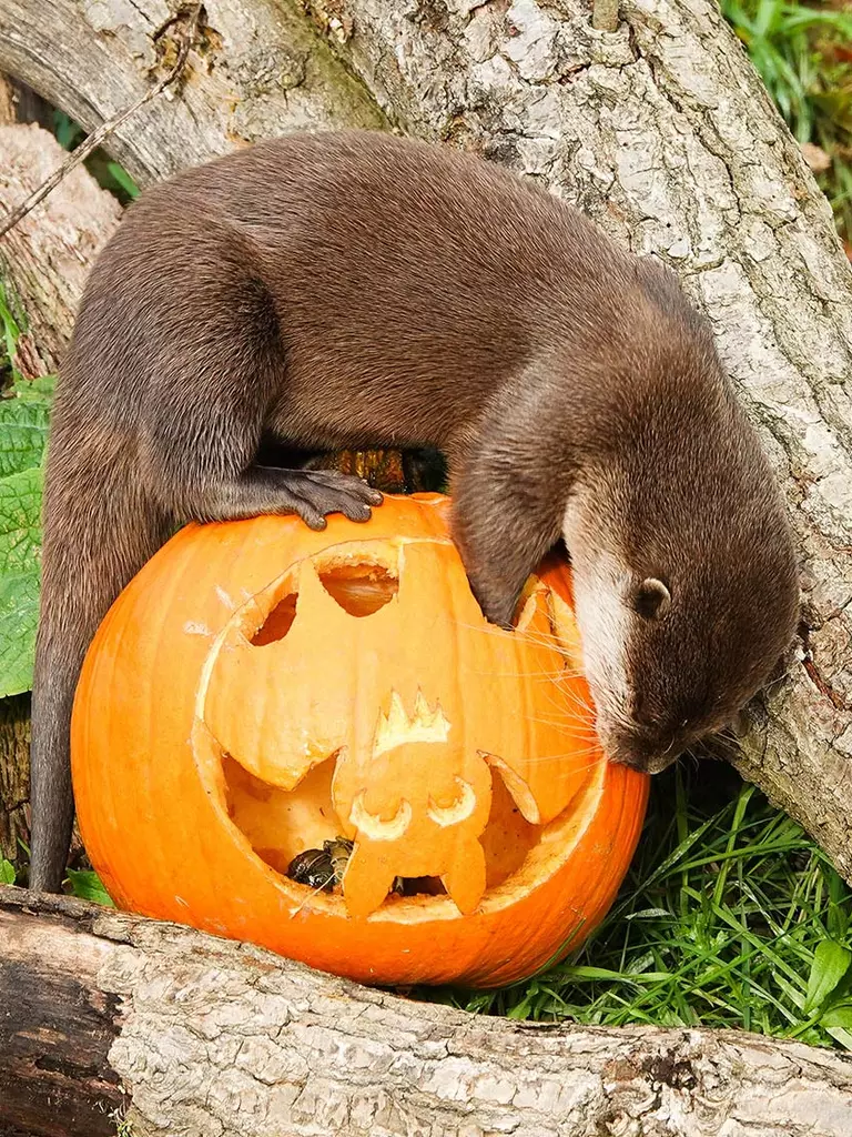 Boo at the Zoo | Whipsnade Zoo