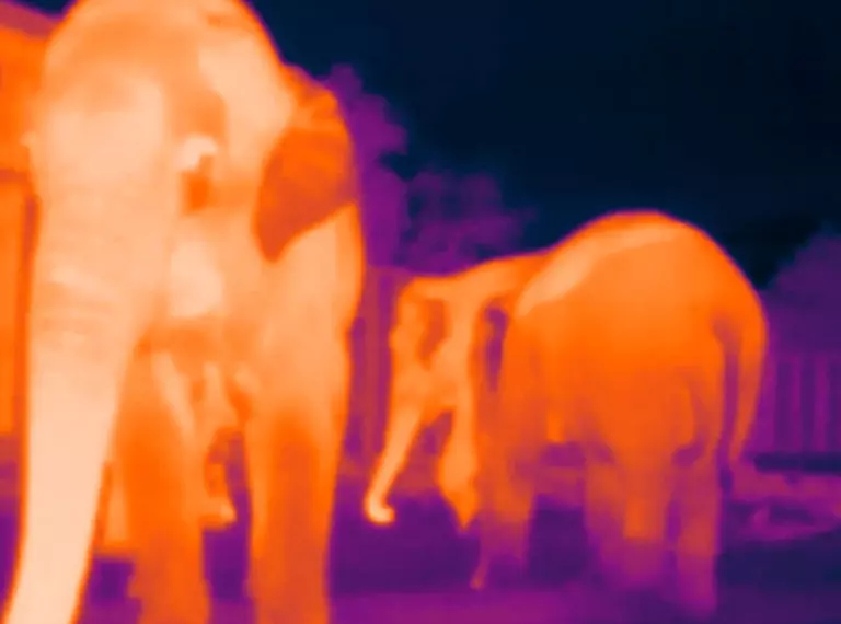 Asian elephant | Whipsnade Zoo
