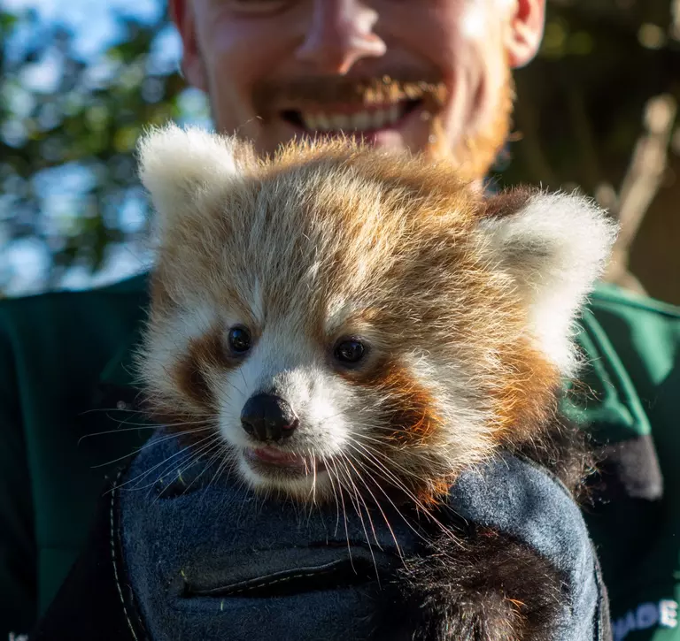 Red panda cub born at Whipsnade Zoo | Whipsnade Zoo